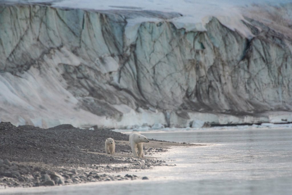 Un nouveau Disneynature, Polar Bear, annoncé pour la Journée de la ...
