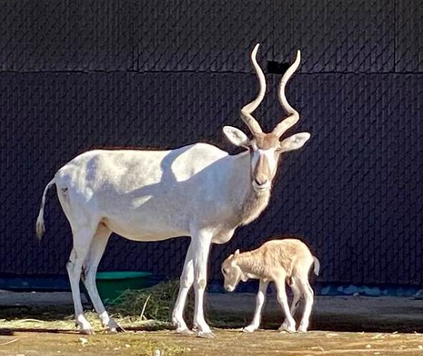 Une espèce rare d'antilope africaine est née à Disney's Animal Kingdom ...