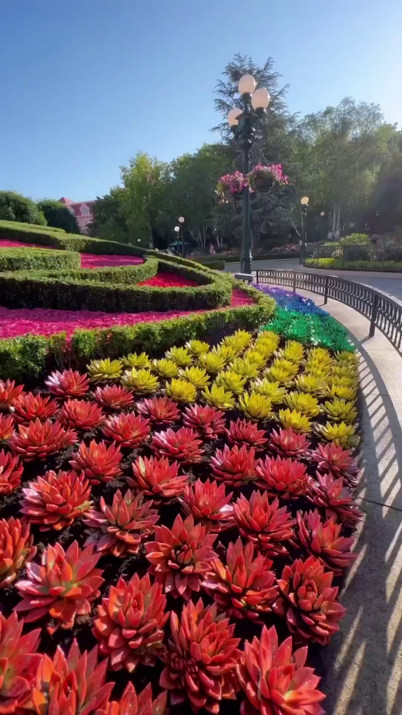 Le Mickey floral arbore les couleurs de la Diversité en ce mois des ...