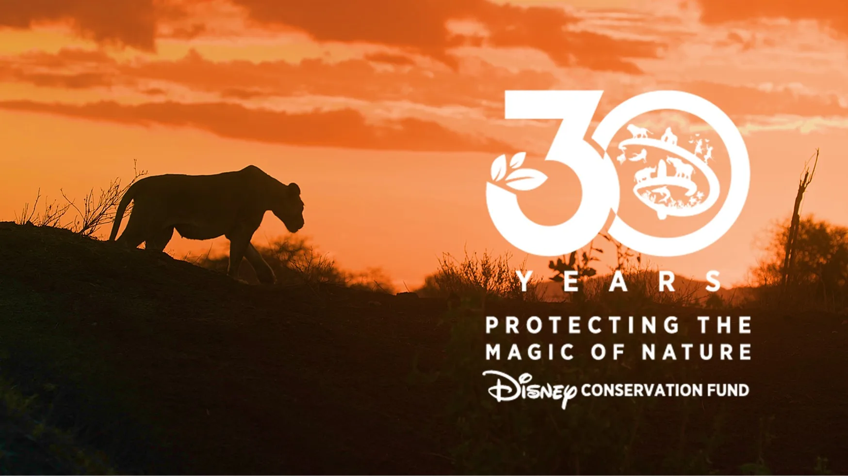 Le Disney Conservation Fund met en place cinq nouveaux projets soutenus ...